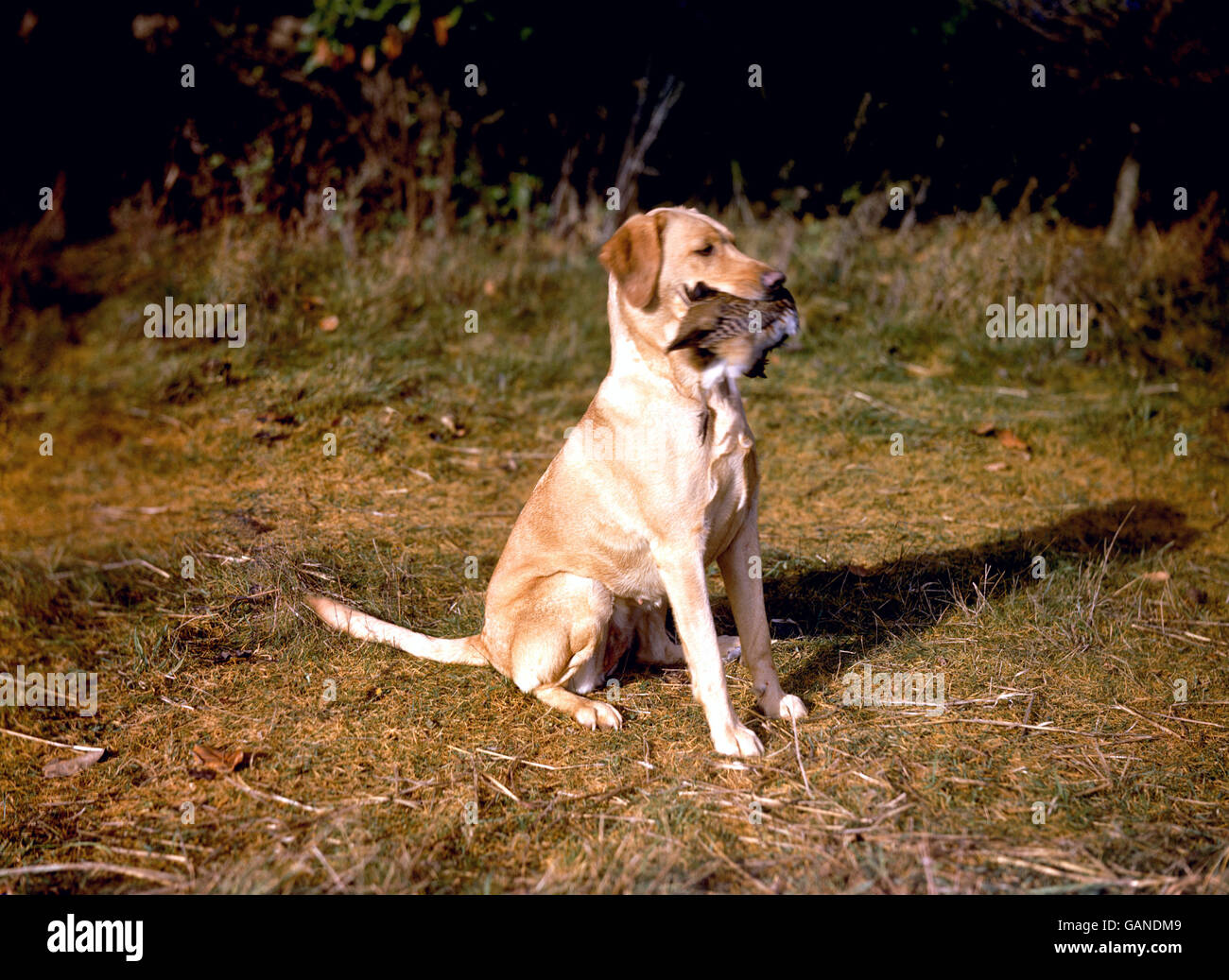 Golden dog partridge hi-res stock photography and images - Alamy