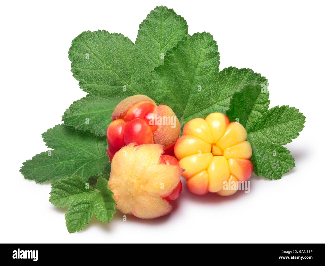 Three cloudberries (Rubus Chamaemorus) with leaves. Clipping paths ...