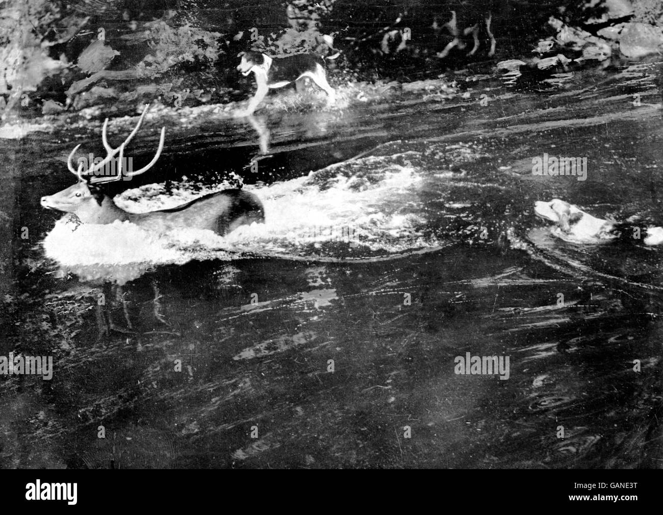 Hunting, Staghounds, Somerset. Staghounds pursue a stag downriver Stock ...