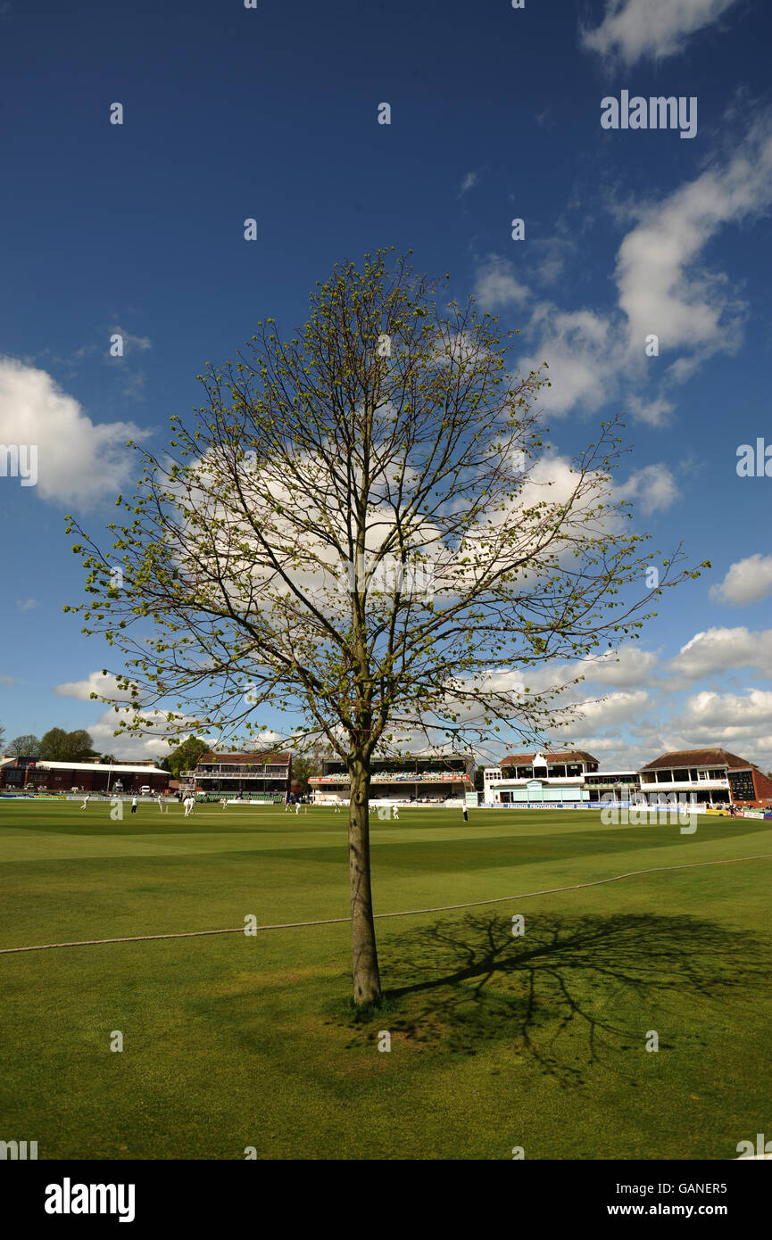 The new oak tree at the st lawrence ground canterbury hi-res stock ...