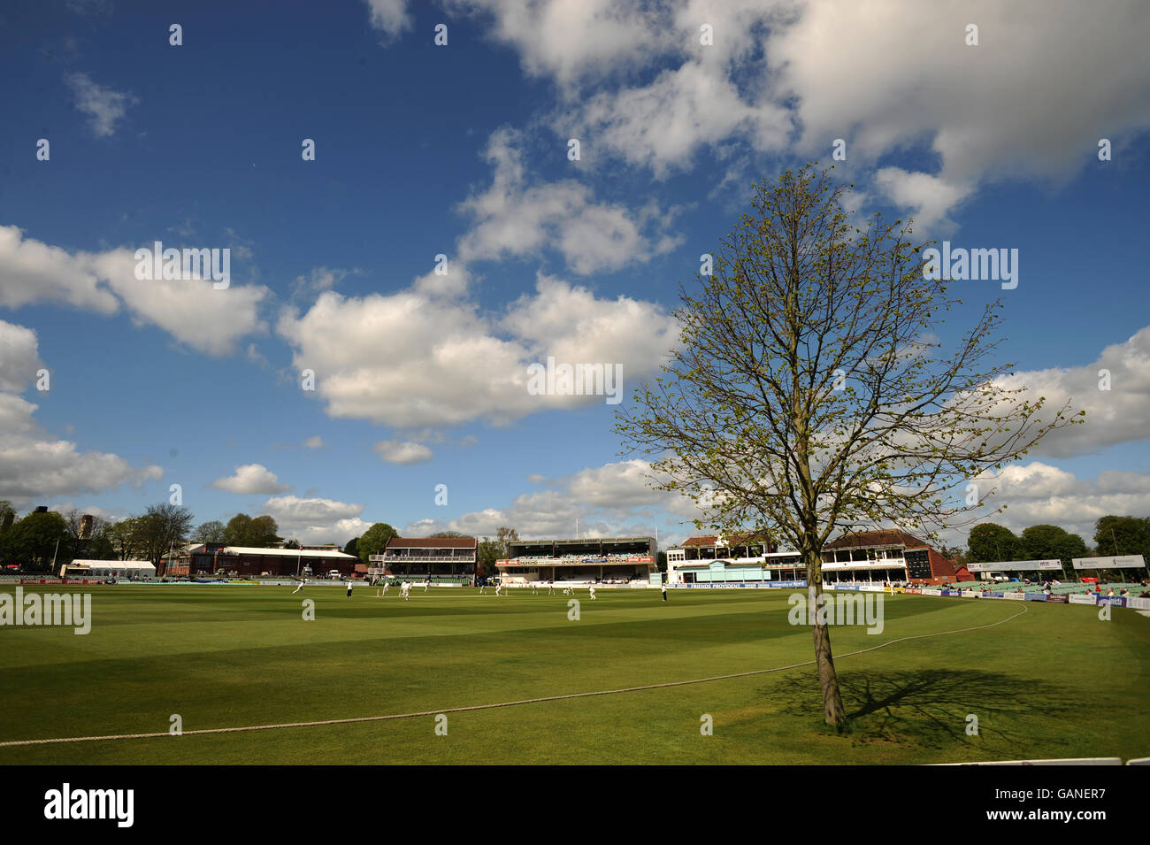 The new oak tree at the st lawrence ground canterbury hi-res stock ...