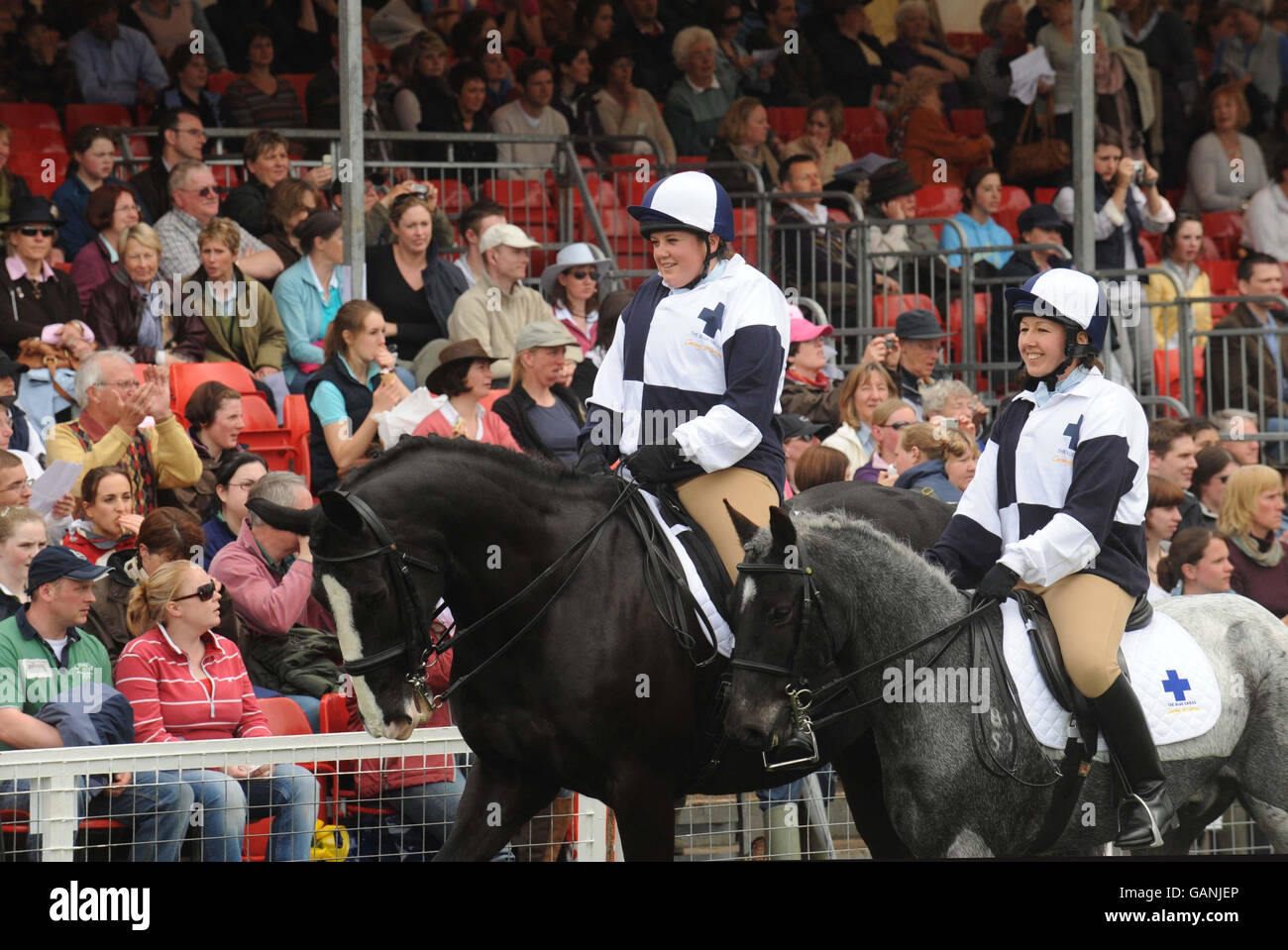 Former rescue horse Guinness (centre) a black Thoroughbred-cross-Shire ...