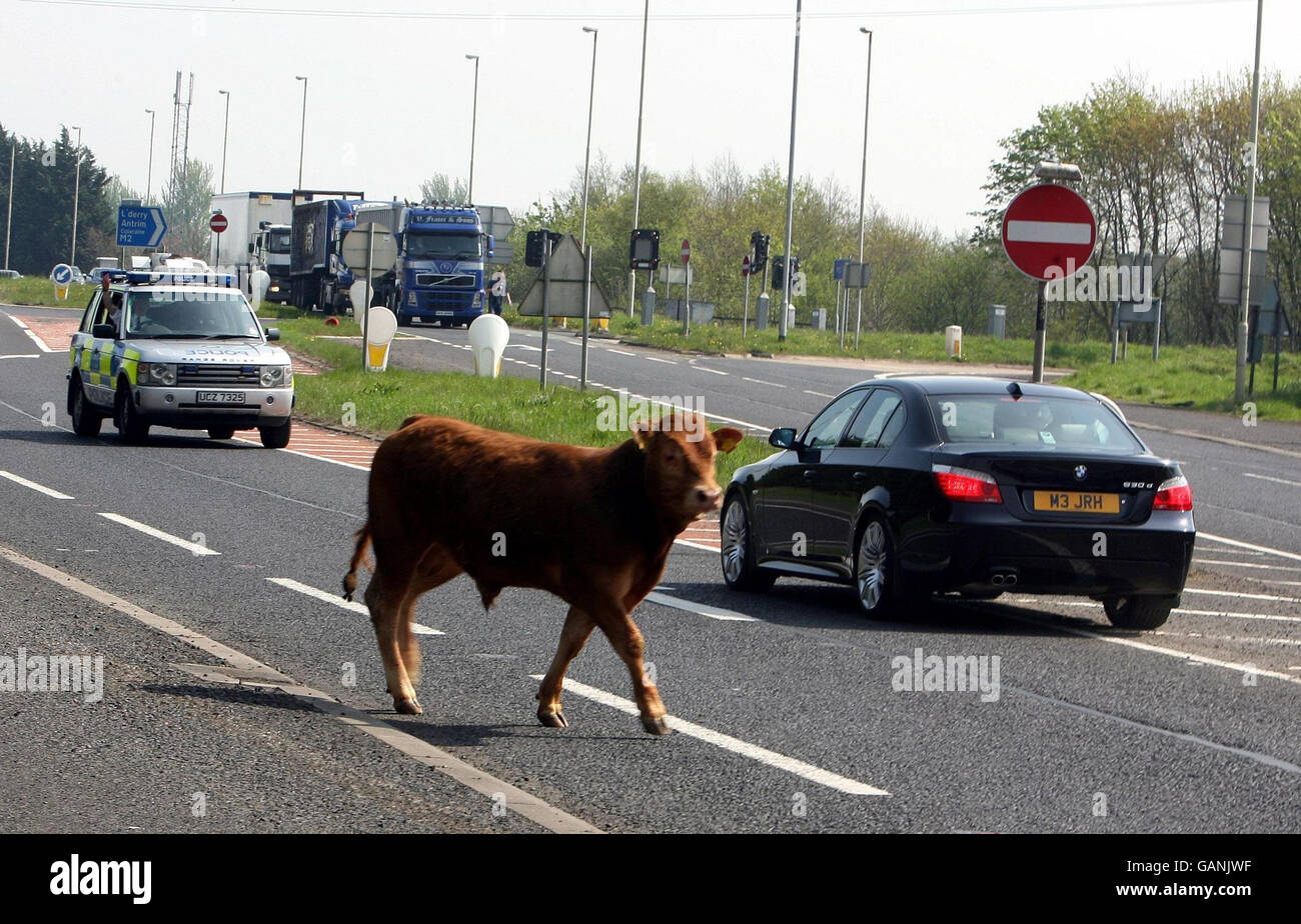 One of the escaped cows is pursued by police at Templepatrick Stock ...