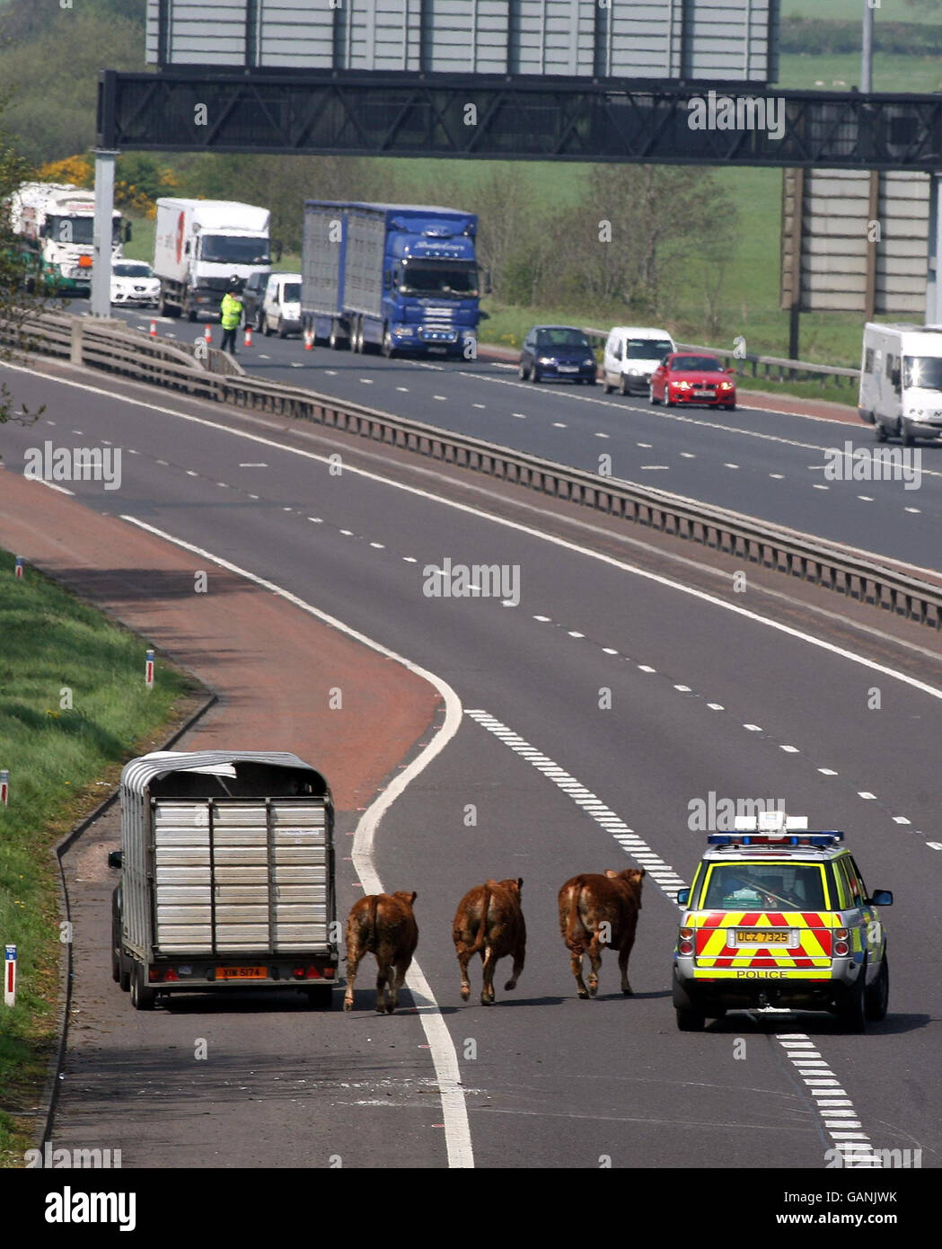 Three of the escaped cows are pursued by police hi-res stock ...