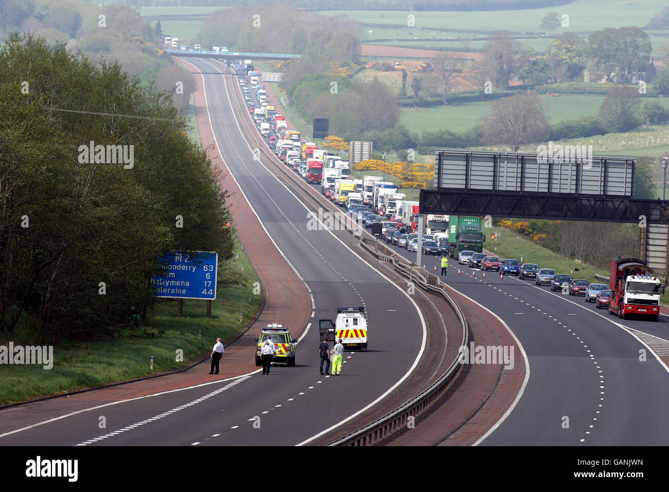 Escaped cows hi-res stock photography and images - Alamy