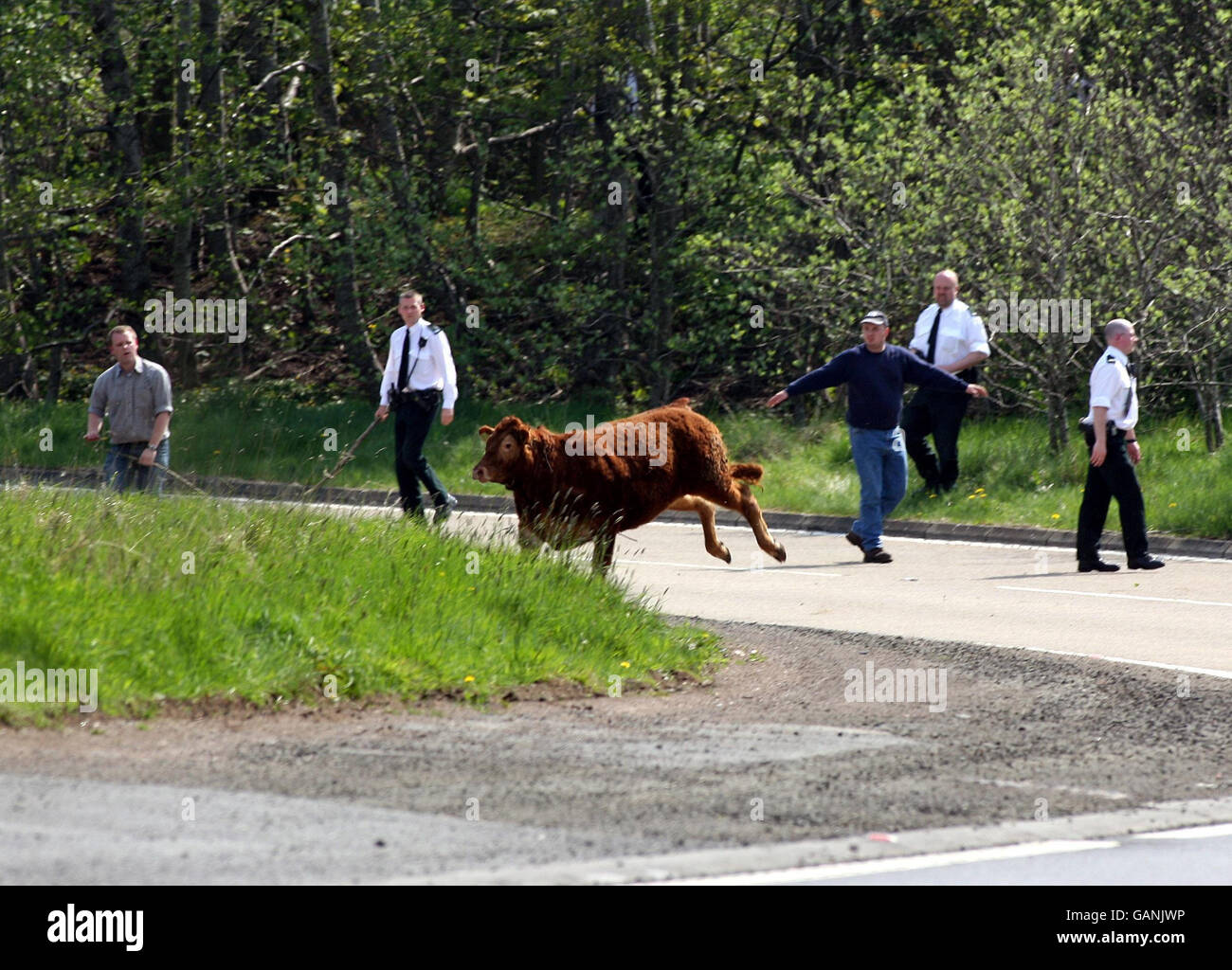Escaped cattle hi-res stock photography and images - Alamy
