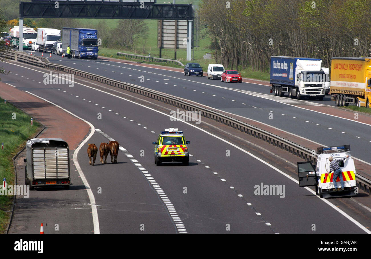 Three of the escaped cows are pursued by police hi-res stock ...