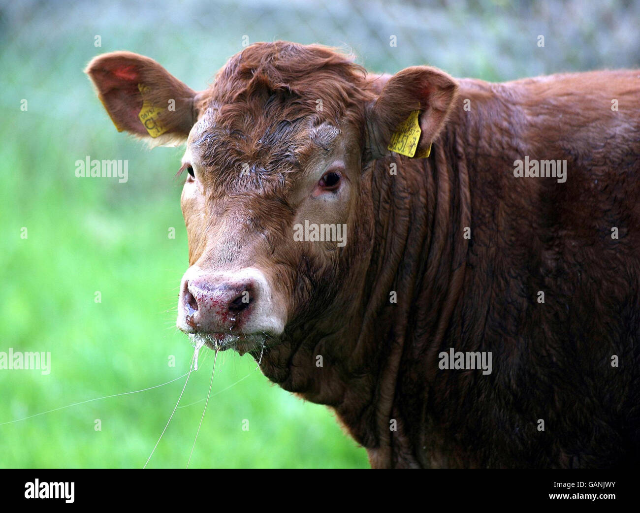 One of the escaped cows safely back in a field at Templepatrick Stock ...