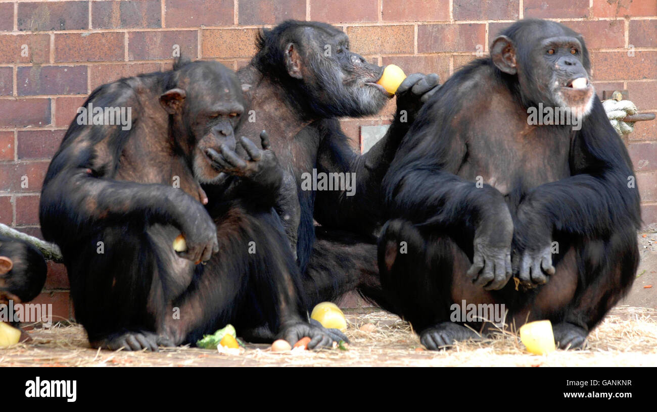 Cool down chester zoo hi-res stock photography and images - Alamy