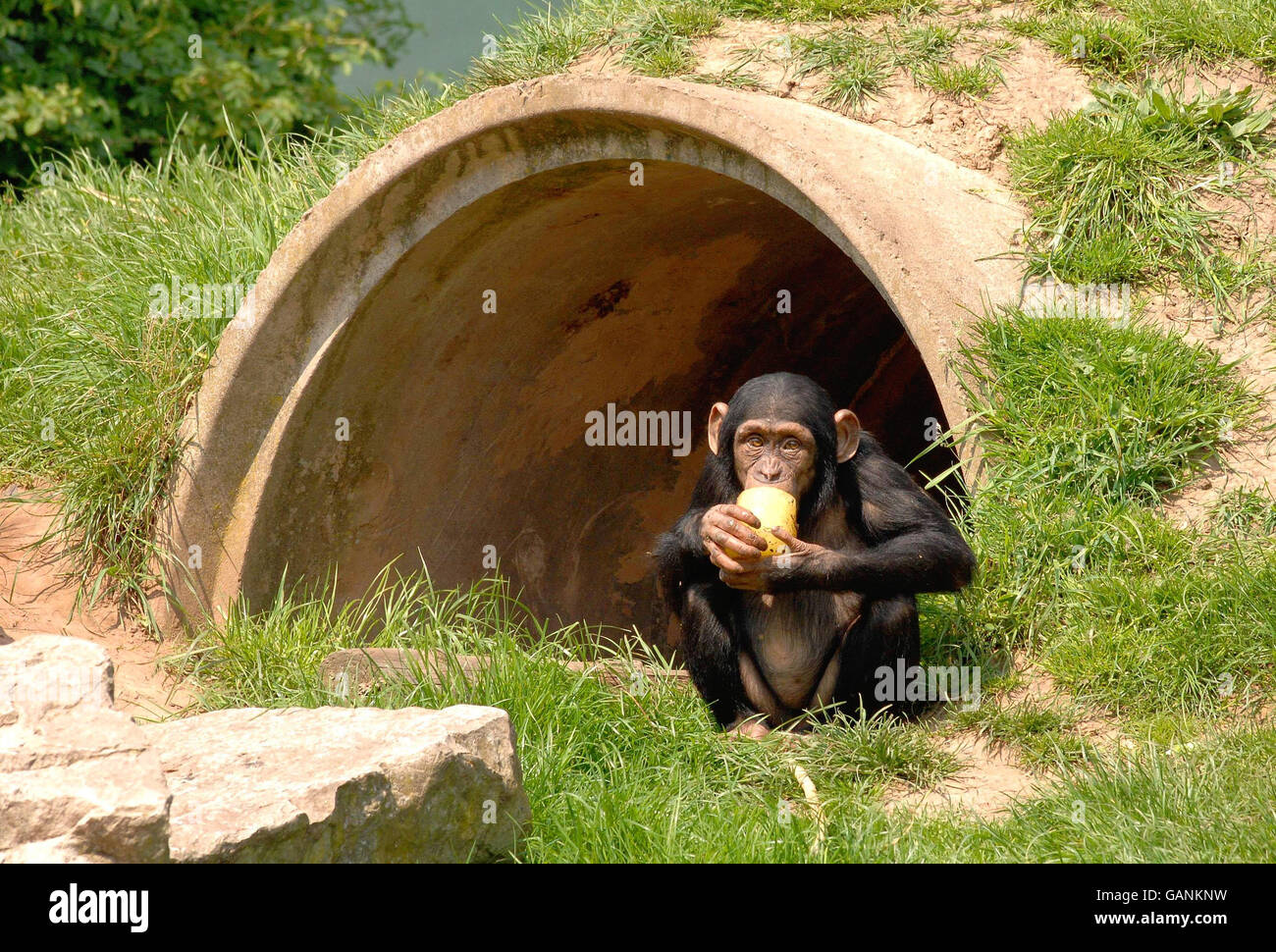 A chimpanzee at Chester Zoo, Chester, cools down from the heat with an ...