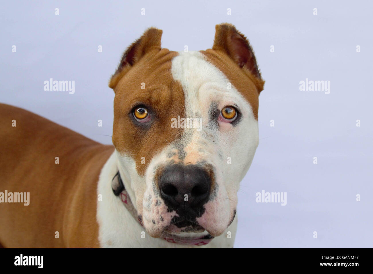 A beautiful rescue dog Stock Photo - Alamy