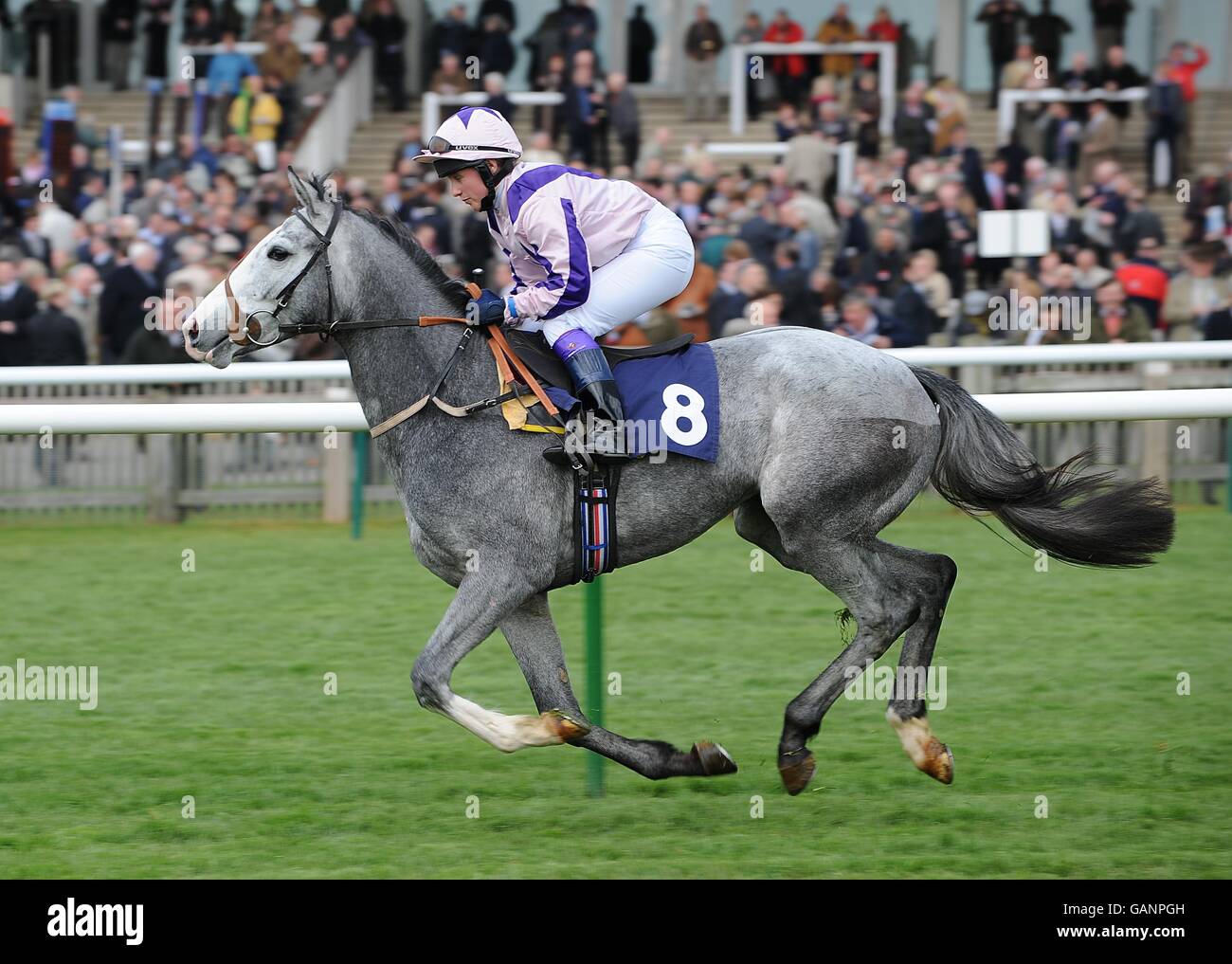 Persian Tomcat ridden by Amy Baker prior to the Call Geoff Huffer ...