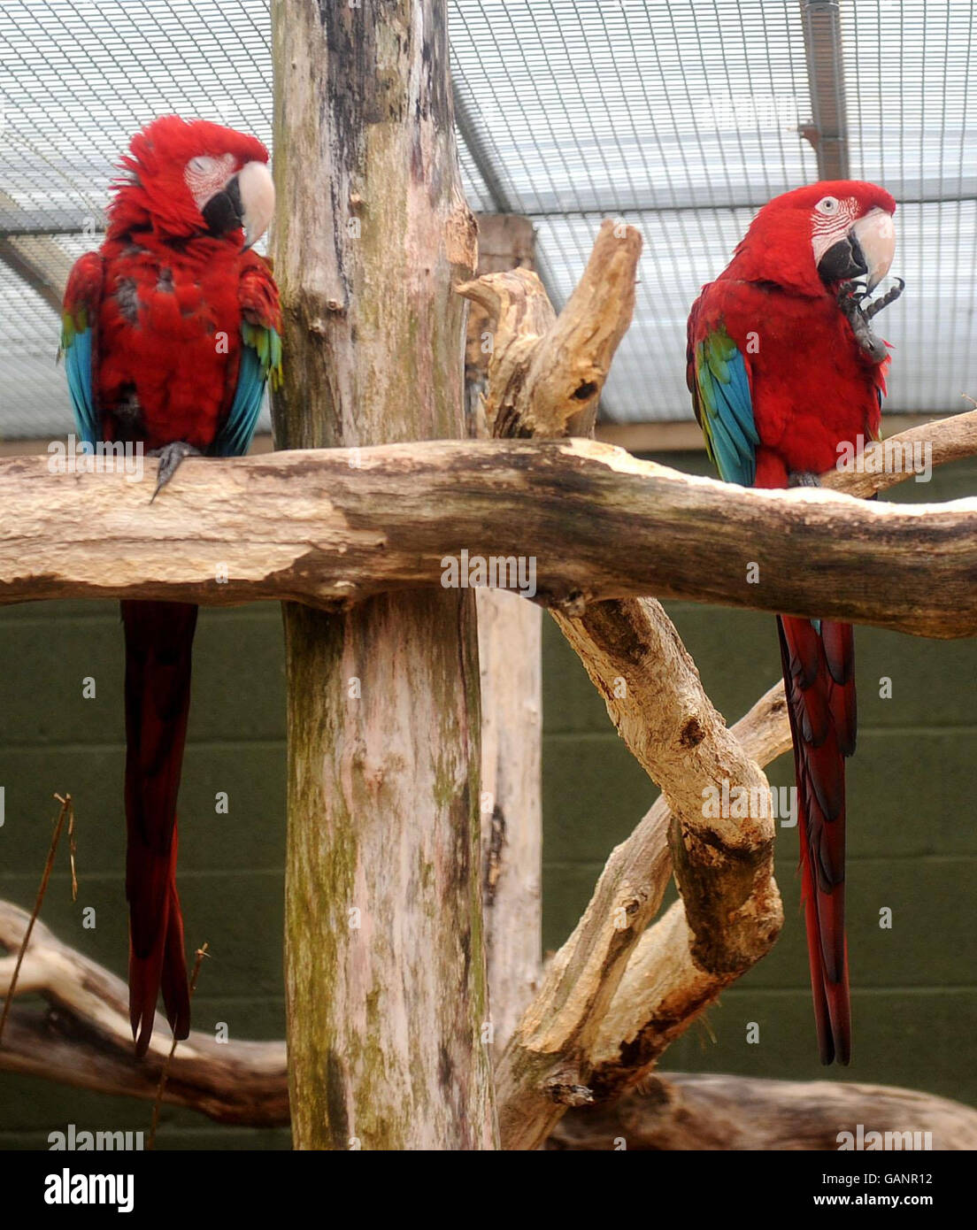 Trotters World of Animals in Cumbria. Parrots at Trotters World of ...
