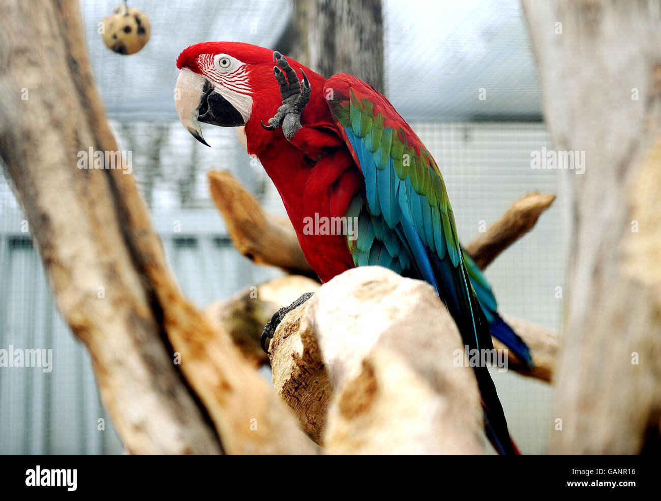 Trotters world animals hi-res stock photography and images - Alamy