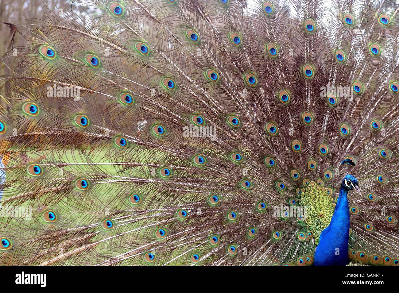 Peacock trotters world animals hi-res stock photography and images - Alamy