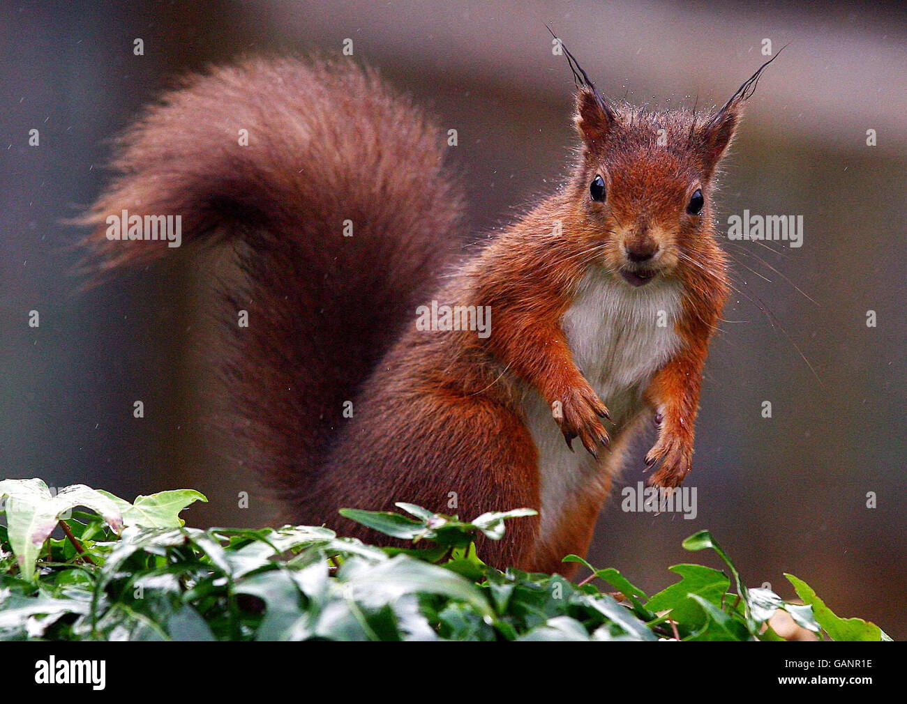 A rare Red Squirrel in Kielder Forest, Northumberland Stock Photo - Alamy