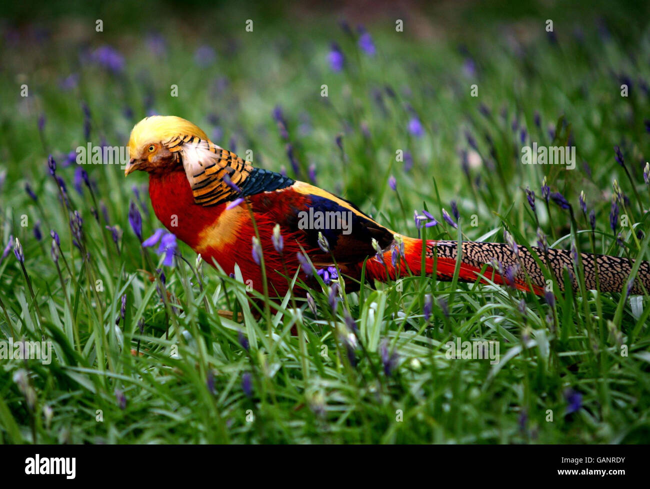 A Golden Pheasant sits amongst bluebells in Kew Gardens, south west ...