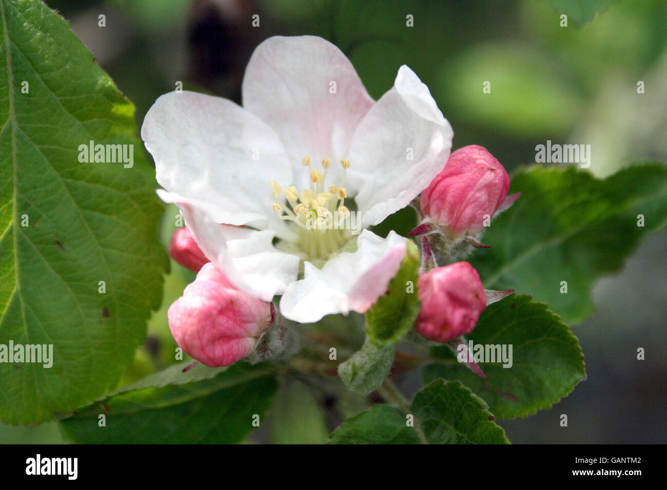 Spring on the way at last Stock Photo - Alamy