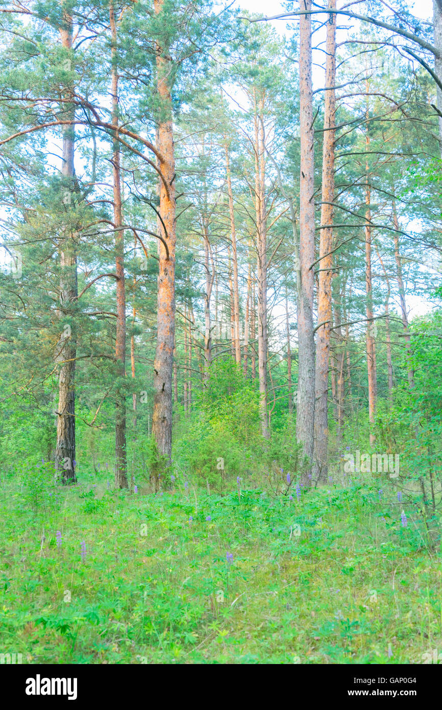 Summer pine forest Stock Photo - Alamy
