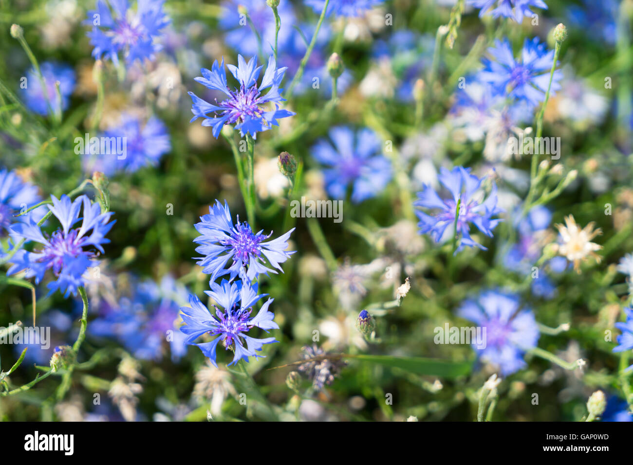 Blue cornflower flowers Stock Photo - Alamy