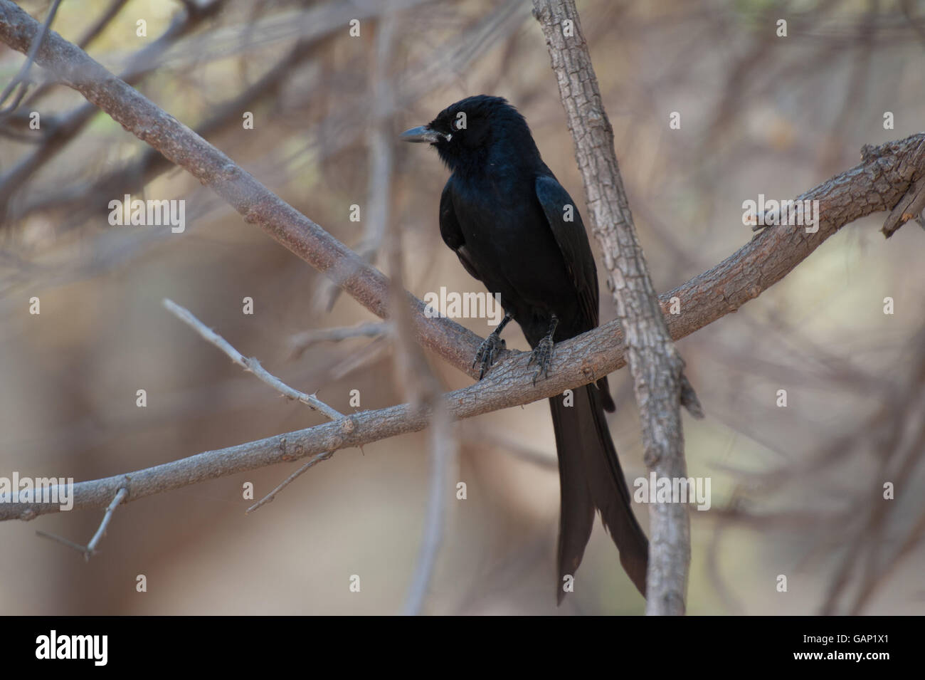Black drongo dicrurus macrocercus hi-res stock photography and images ...