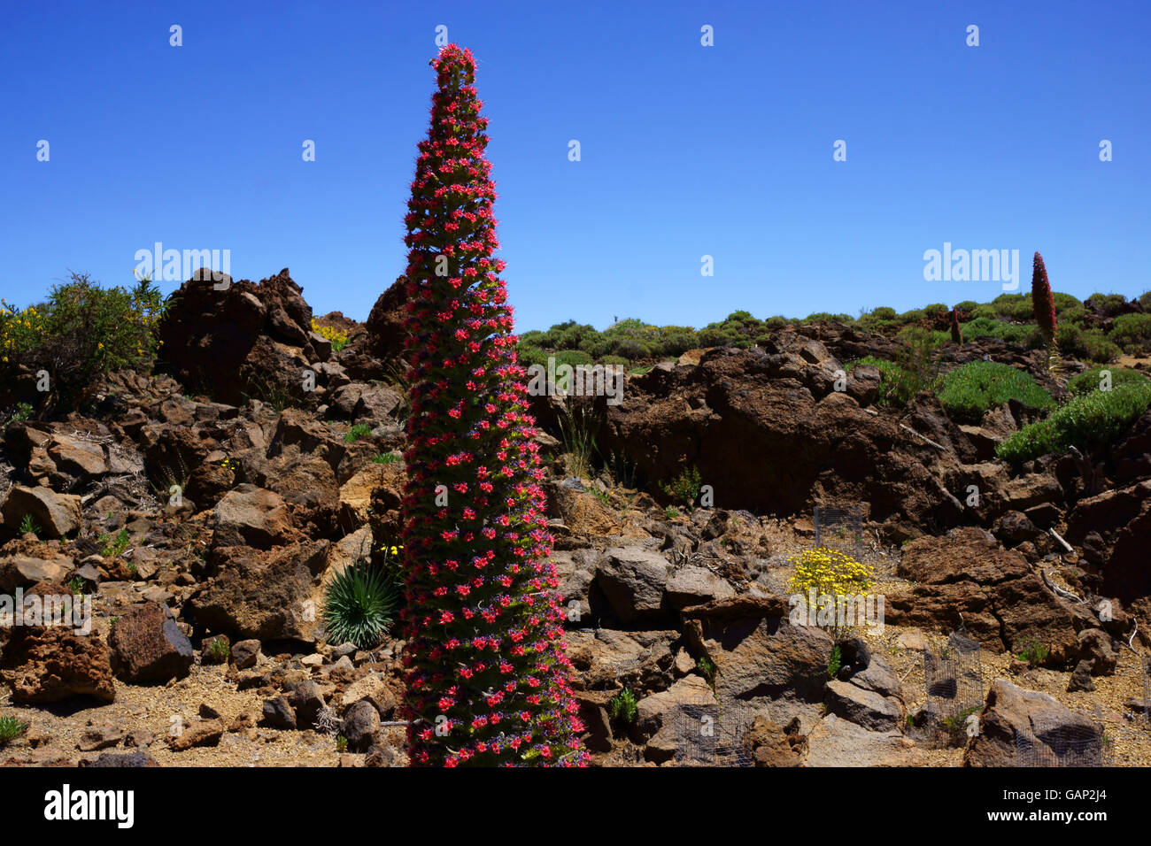 National flower of the canary islands hi-res stock photography and ...