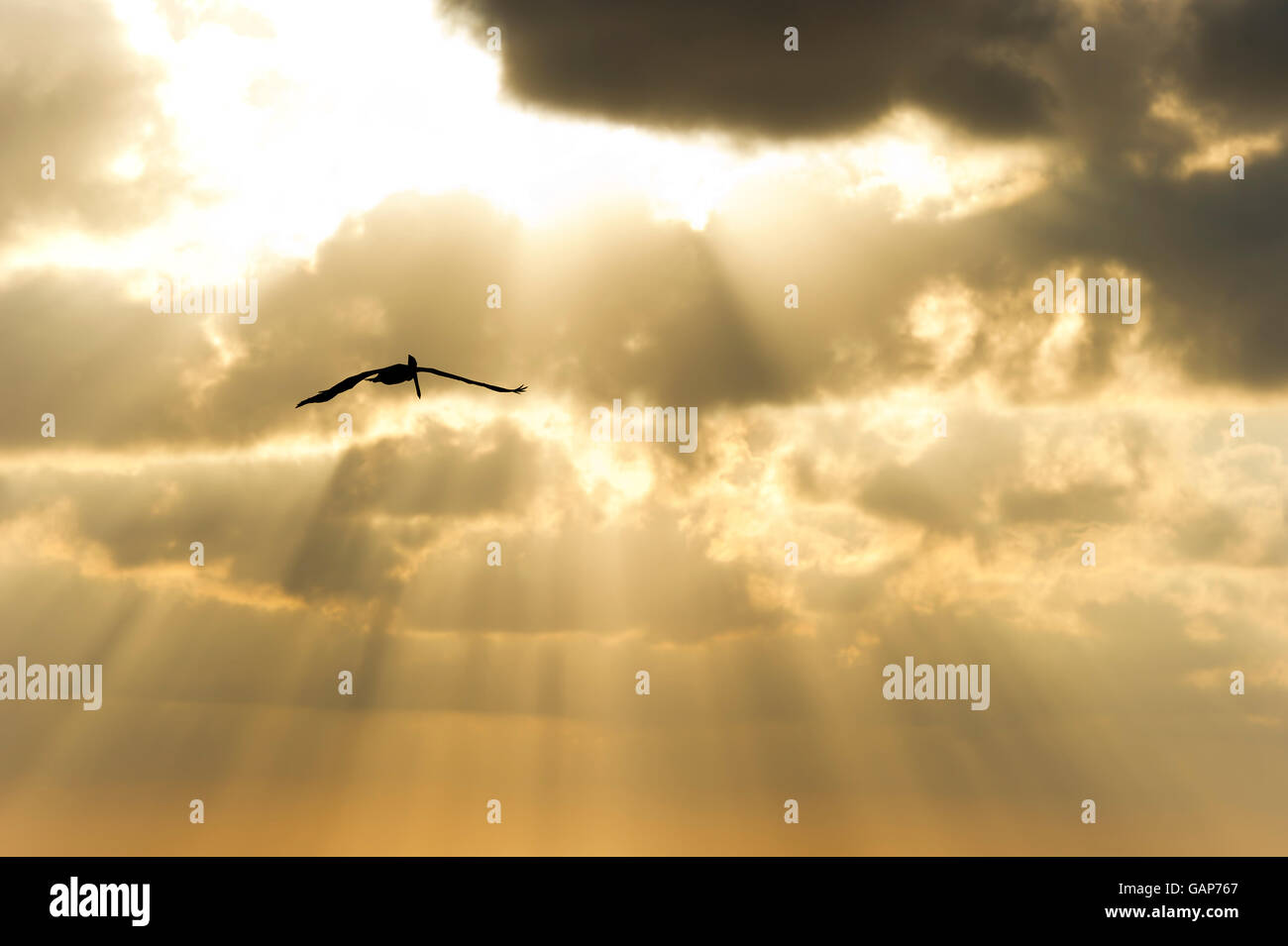 Bird silhouette is a single soul spreading it's wings soaring against ...