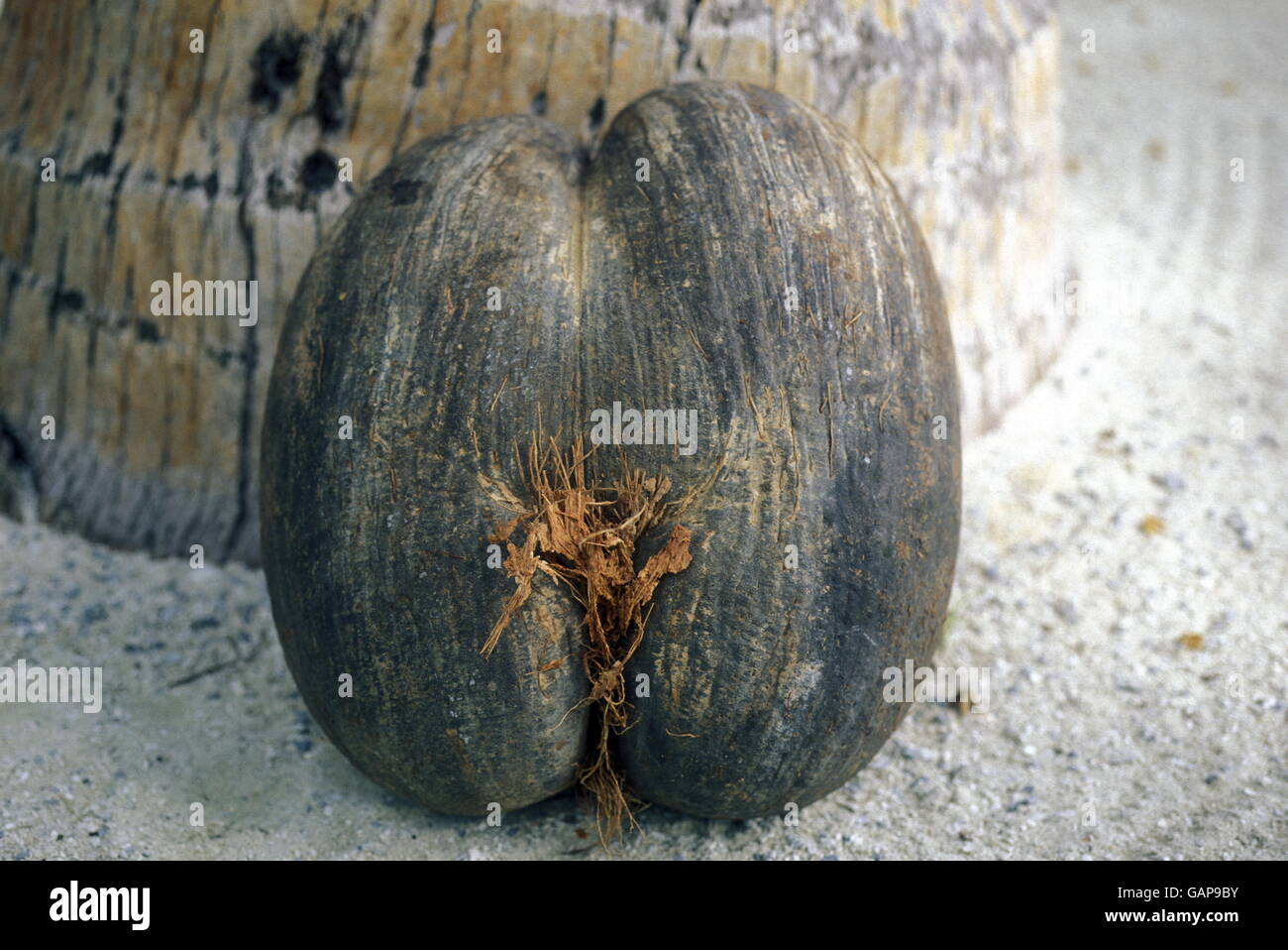 Seychelles nut hi-res stock photography and images - Alamy