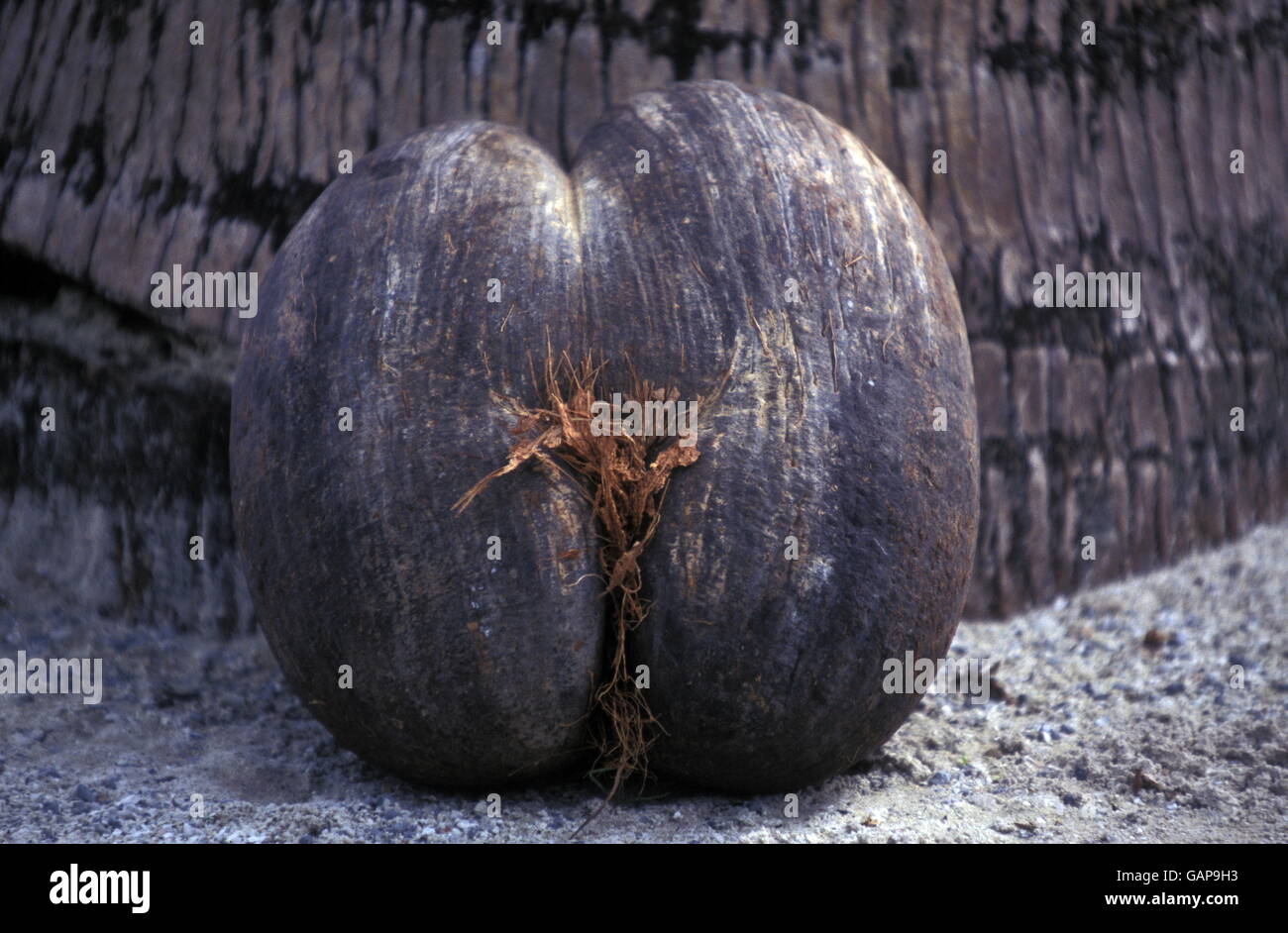 a coco de mer nut on the Island Praslin of the seychelles islands in ...