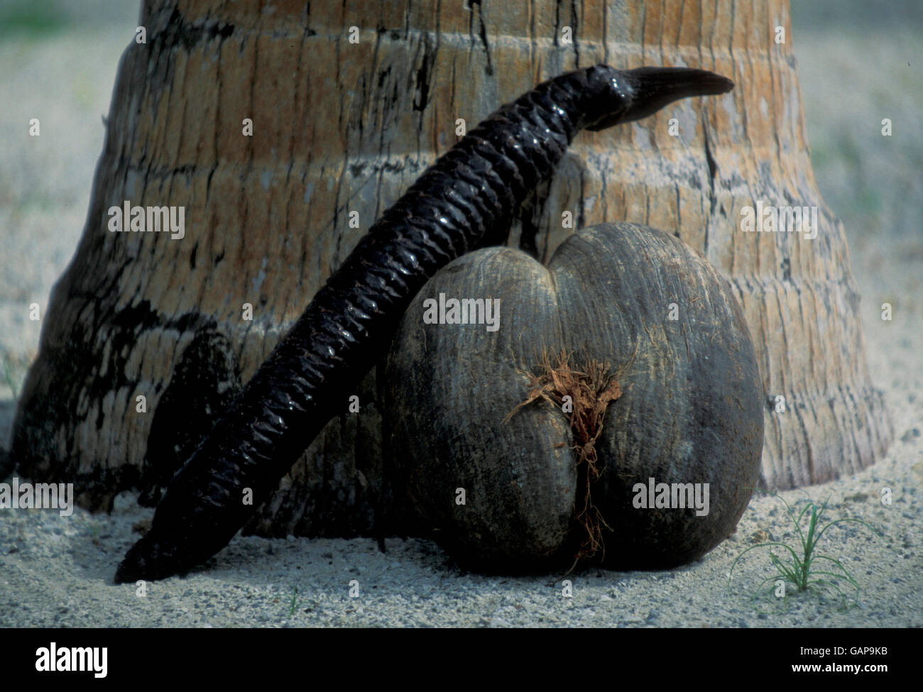 Seychelles nut hi-res stock photography and images - Alamy