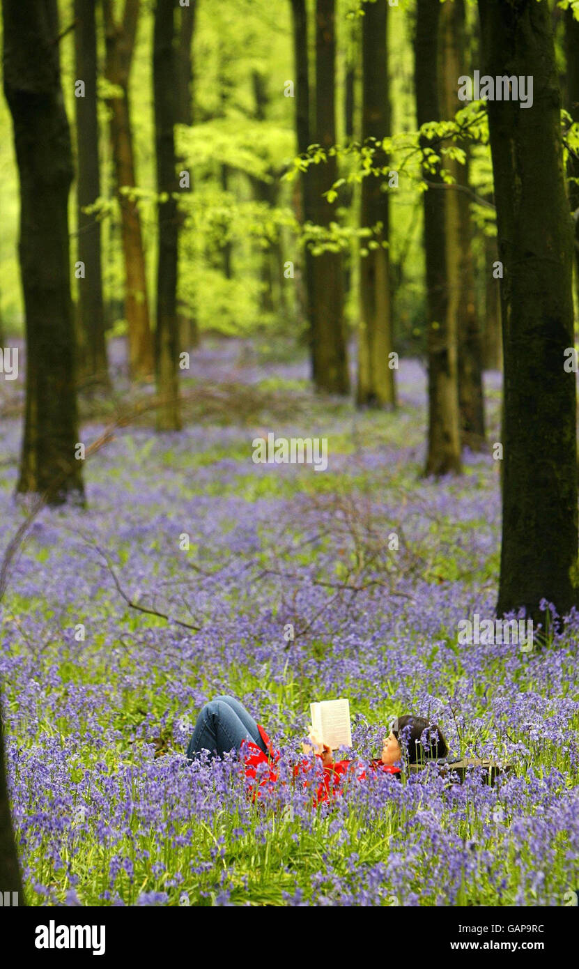 Uig wood hi-res stock photography and images - Alamy