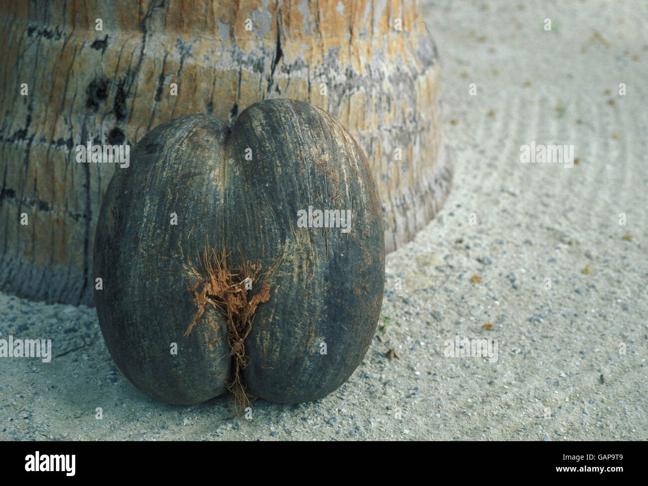 Seychelles nut hi-res stock photography and images - Alamy