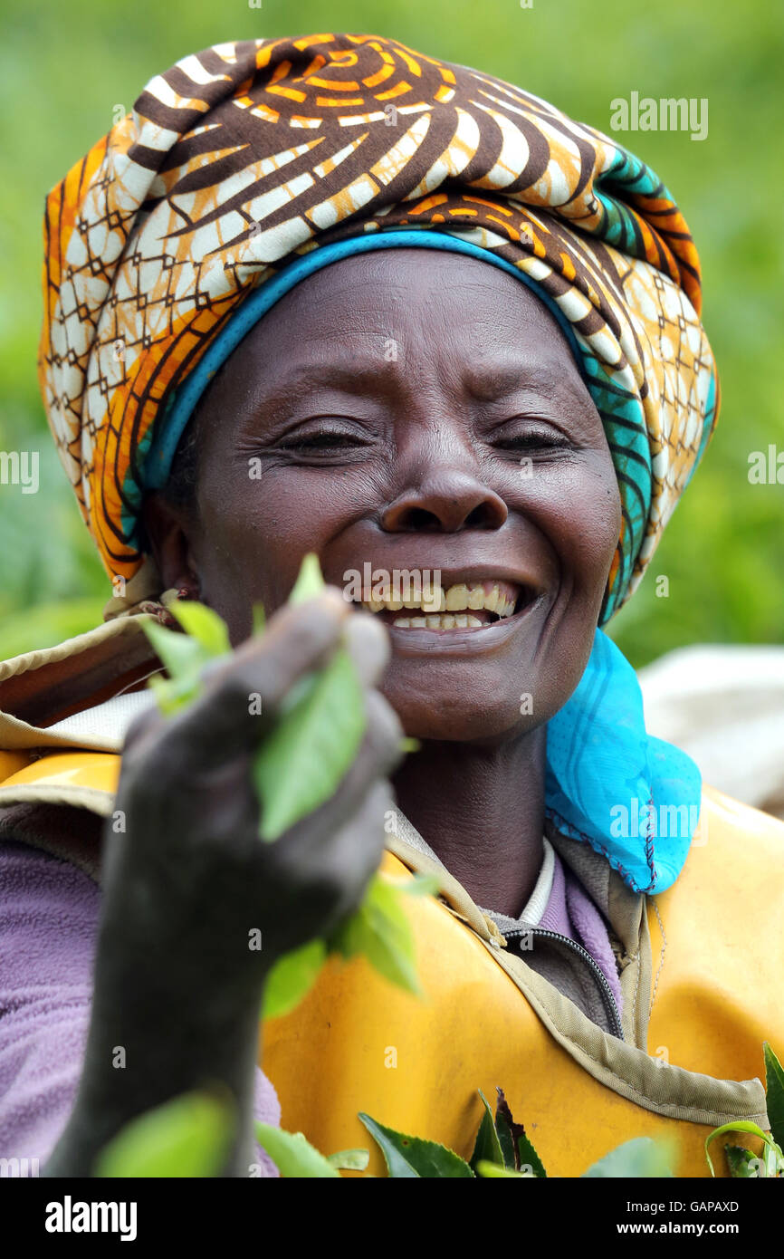 female worker picking tea on a Tea plantation in Rwanda, Africa Stock ...