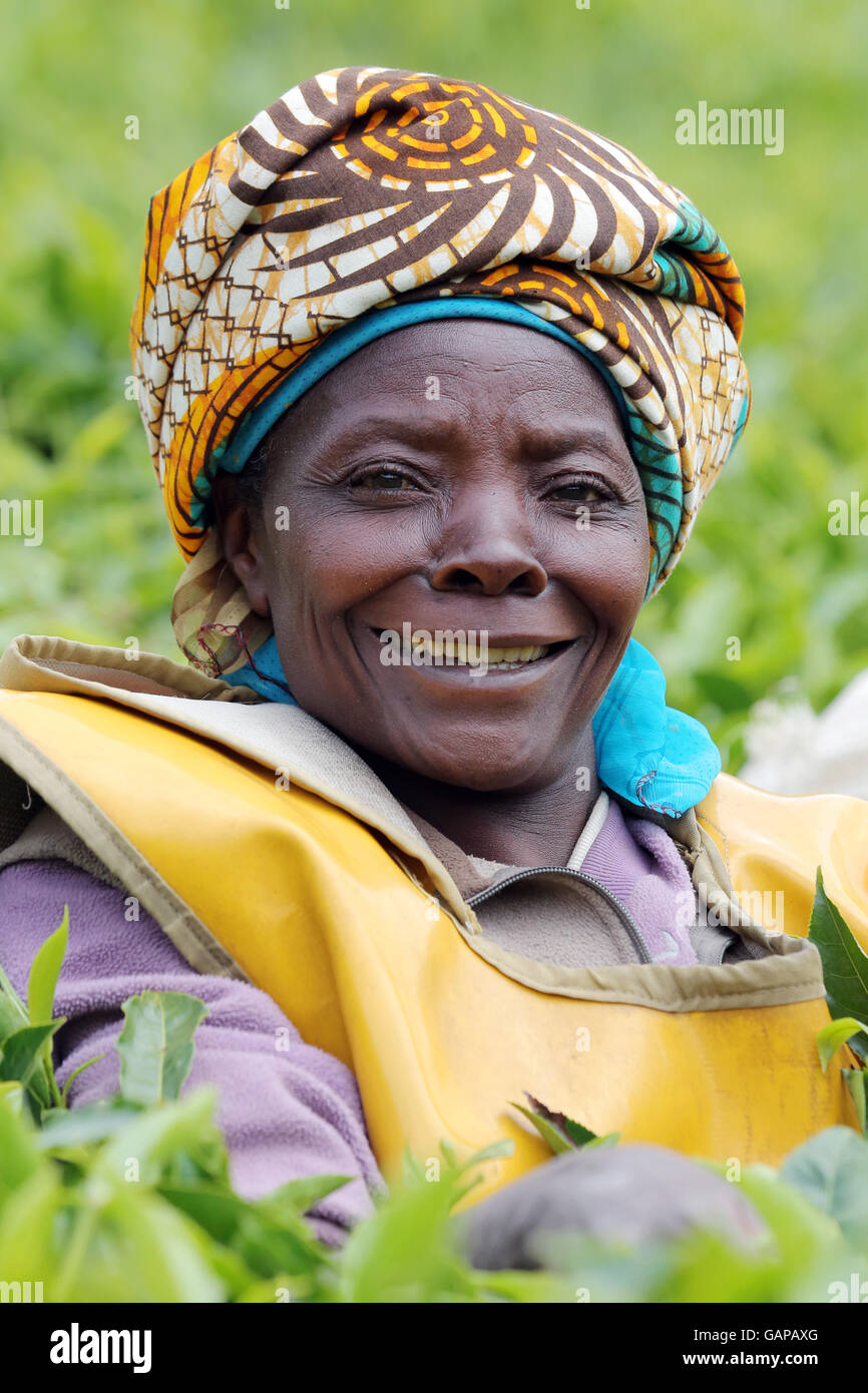 female worker picking tea on a Tea plantation in Rwanda, Africa Stock ...