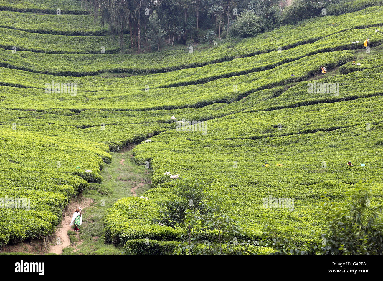Tea plantation in Rwanda, Africa Stock Photo - Alamy