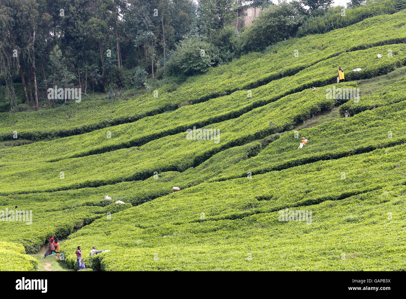 Tea plantation in Rwanda, Africa Stock Photo - Alamy