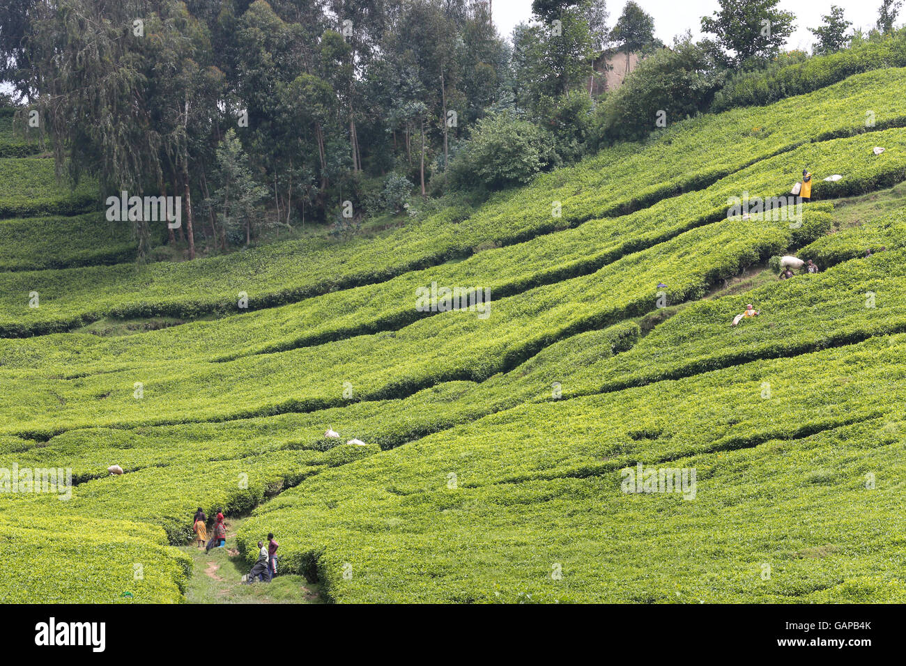 Tea plantation in Rwanda, Africa Stock Photo - Alamy