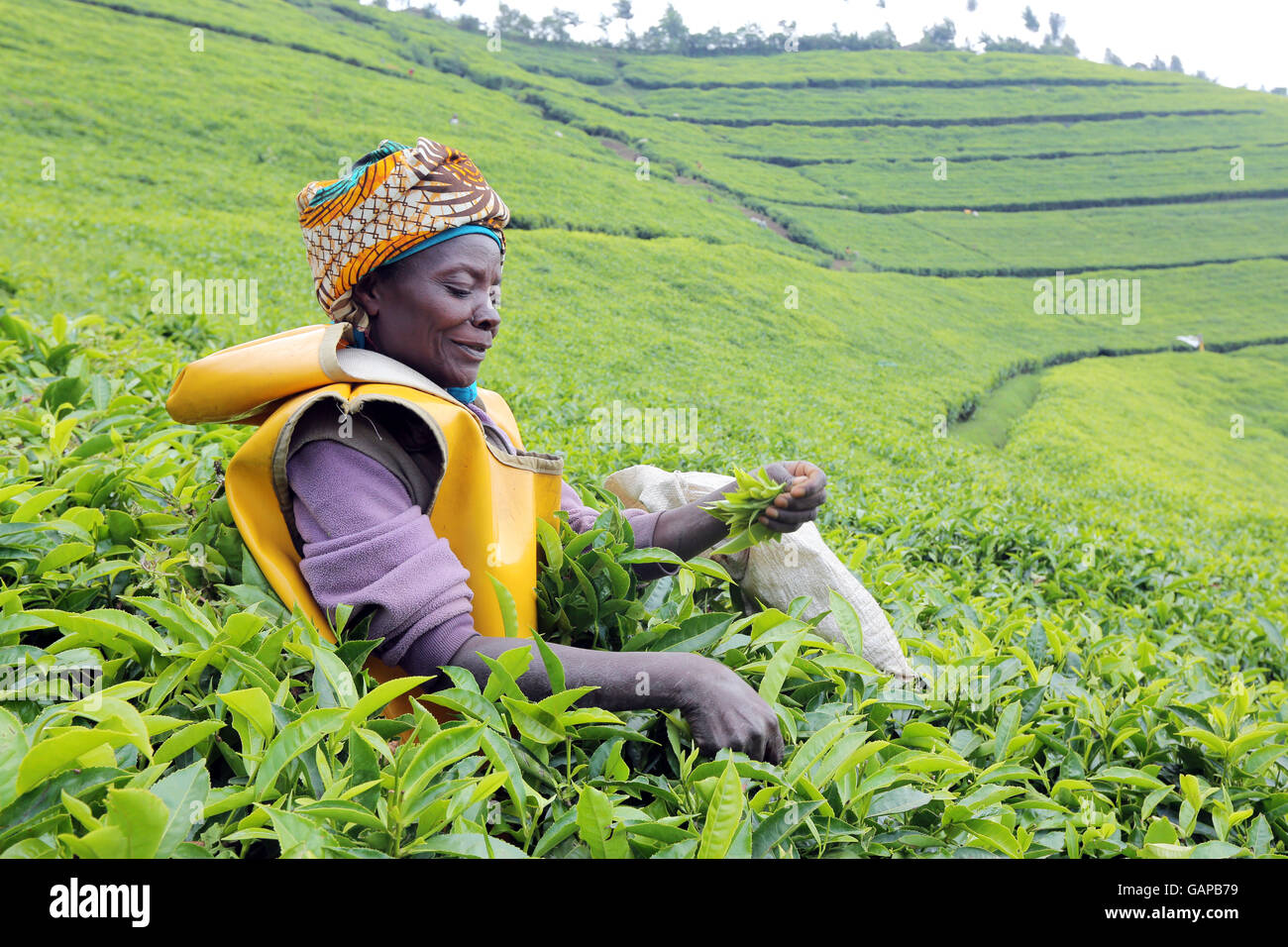 female worker picking tea on a Tea plantation in Rwanda, Africa Stock ...