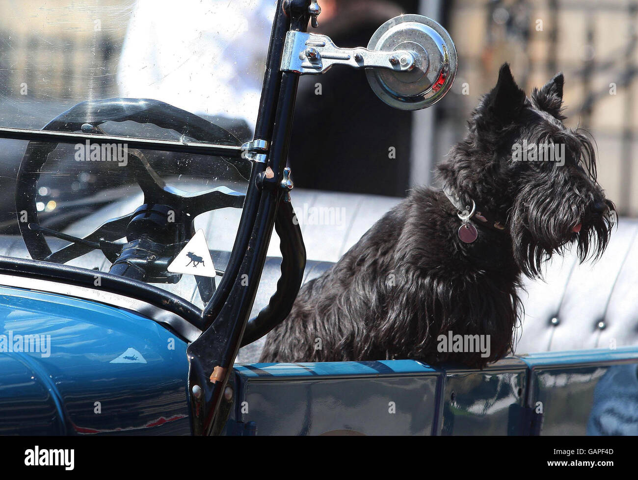 A scottie dog sits in one of the 89 Ford Model T cars that took part in ...