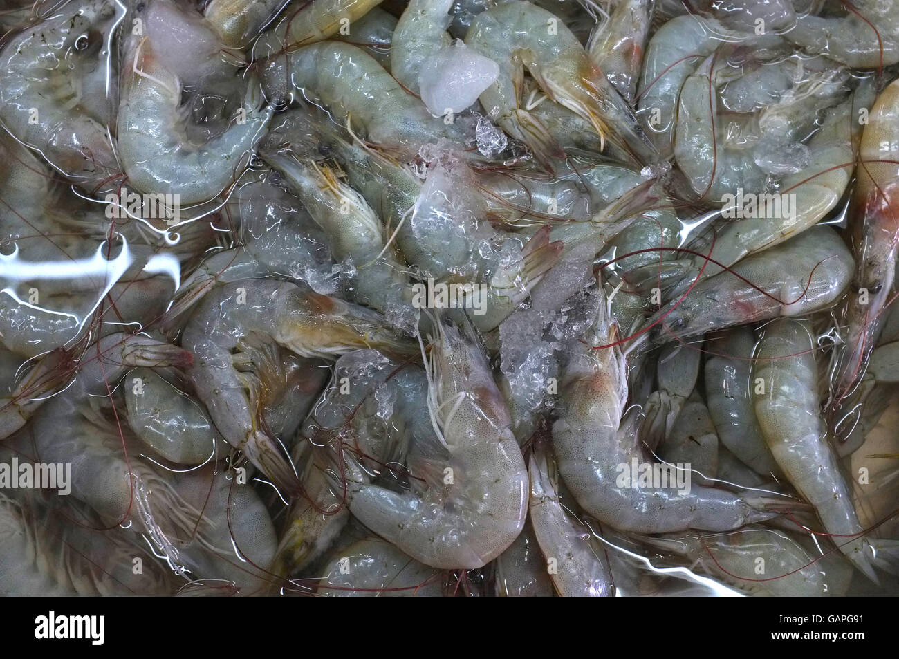 Fresh raw shrimp Stock Photo - Alamy