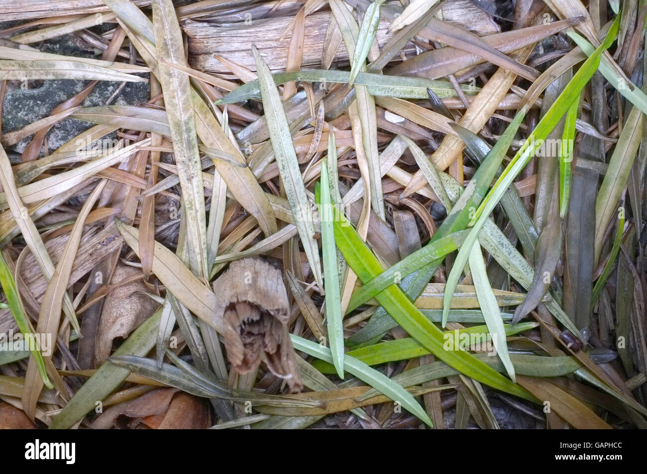 Abstract background of dried leaves Stock Photo - Alamy