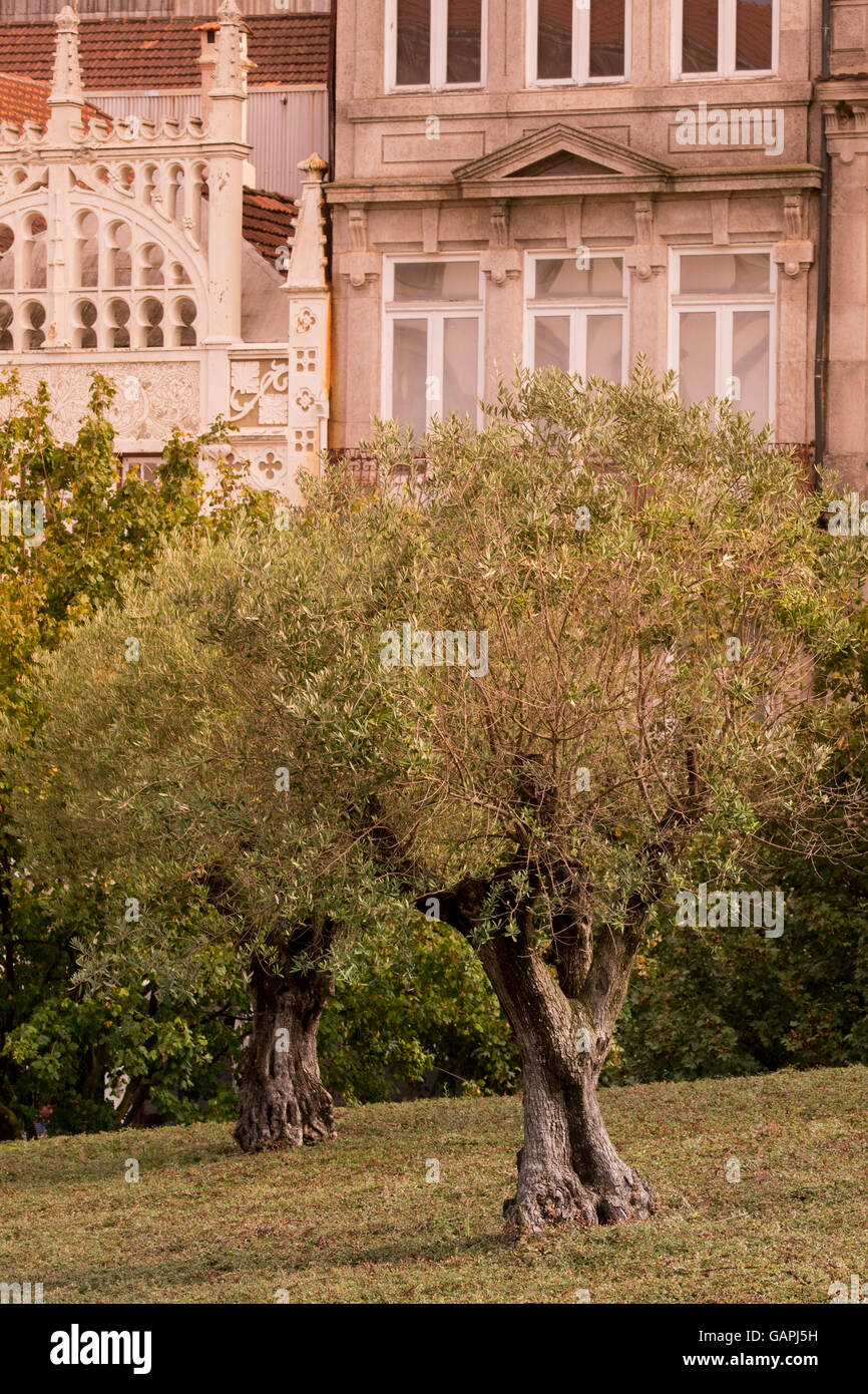 Porto city park hi-res stock photography and images - Alamy