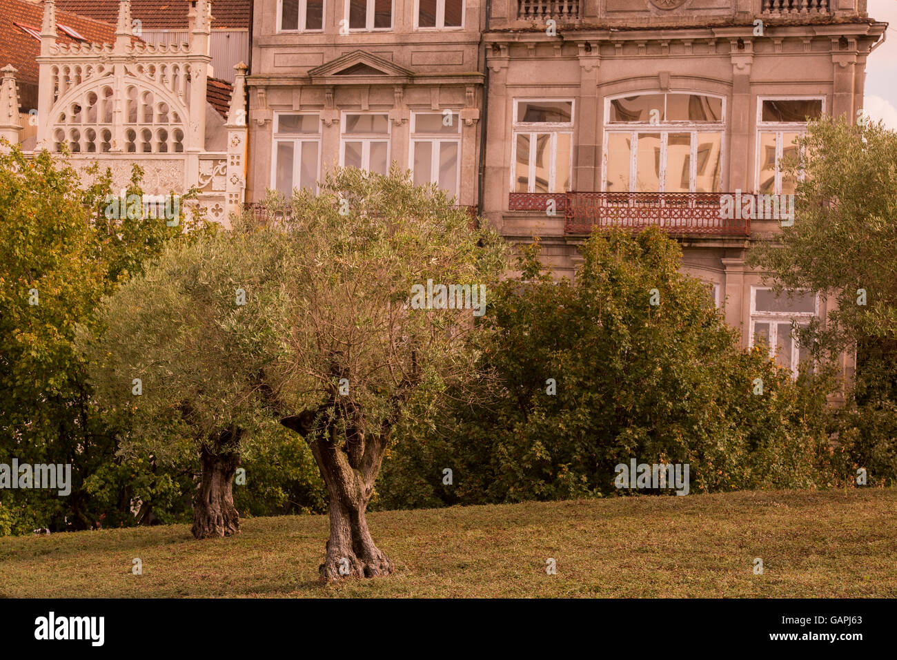a park with olives trees in Ribeira in the city centre of Porto in ...
