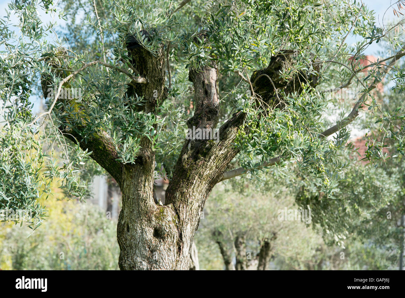 a park with olives trees in Ribeira in the city centre of Porto in ...