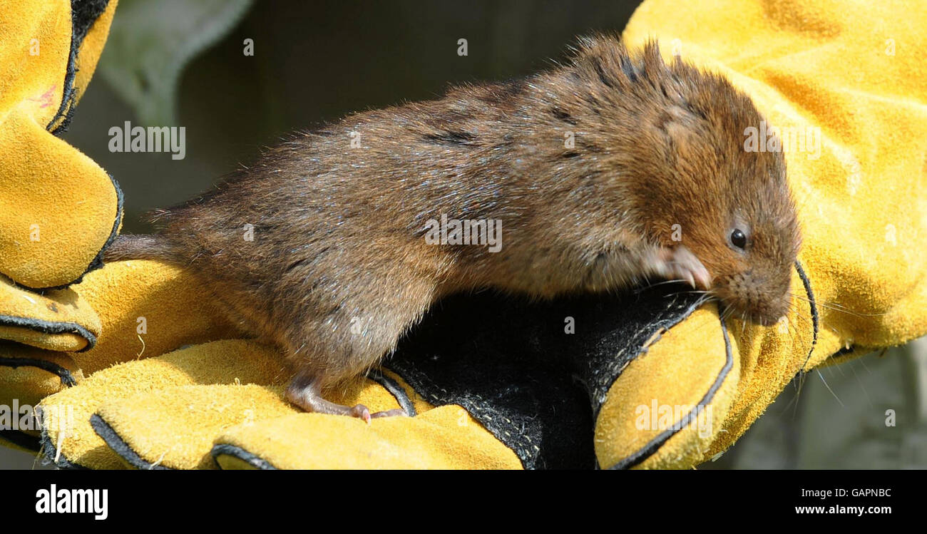 Water voles released into wild Stock Photo - Alamy
