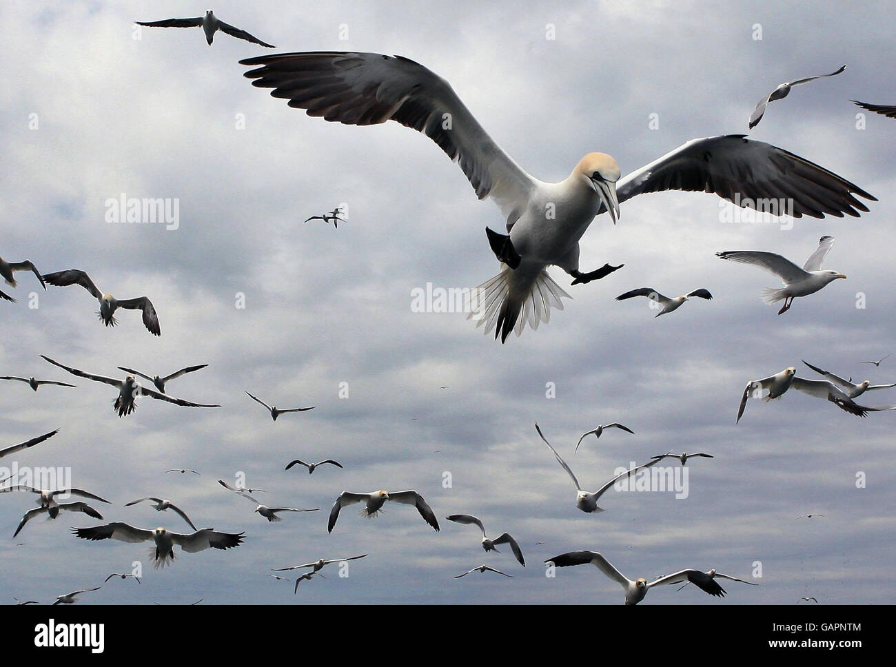 Gannets look for food around bass rock hi-res stock photography and ...