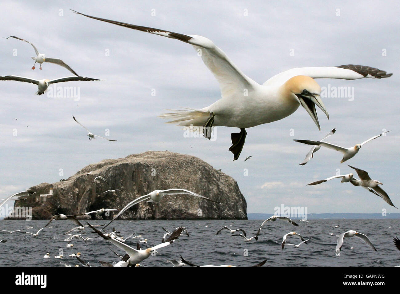 Below water gannet hi-res stock photography and images - Alamy
