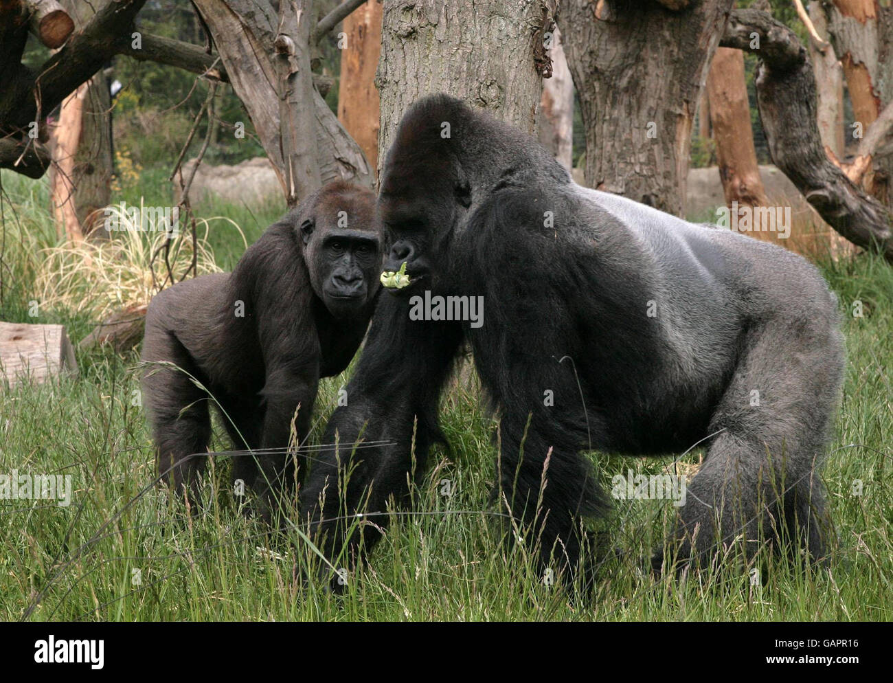 Mjukuu (left), now a permanent resident at London Zoo who has caught ...
