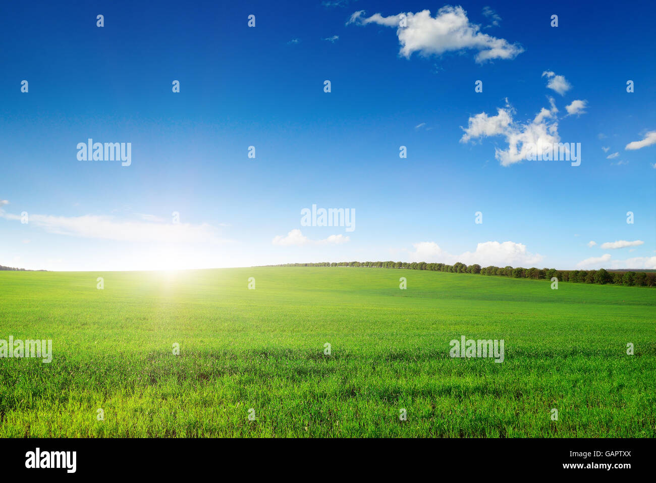 Dawn in the field Stock Photo - Alamy