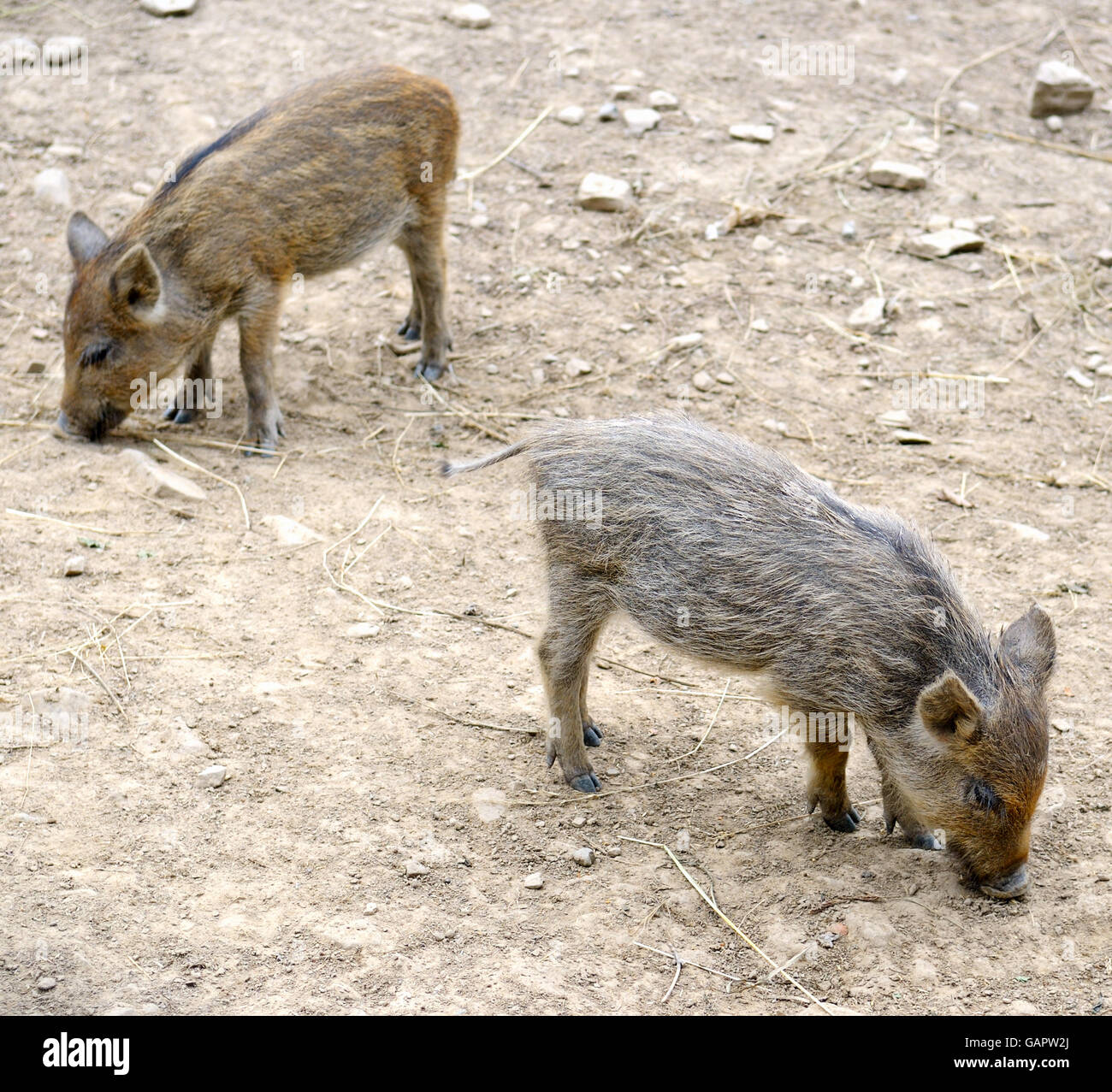 young wild pigs in the spring field Stock Photo - Alamy